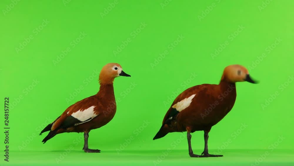 two male and female Beautiful bright red duck (Ogar) isolated on green ...