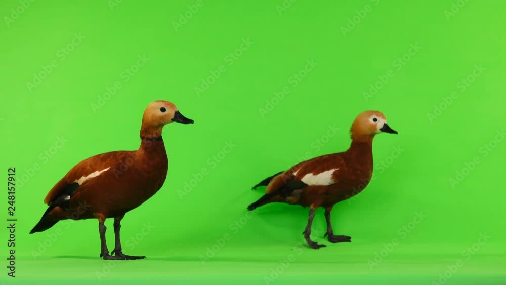 two male and female Beautiful bright red duck (Ogar) isolated on green ...