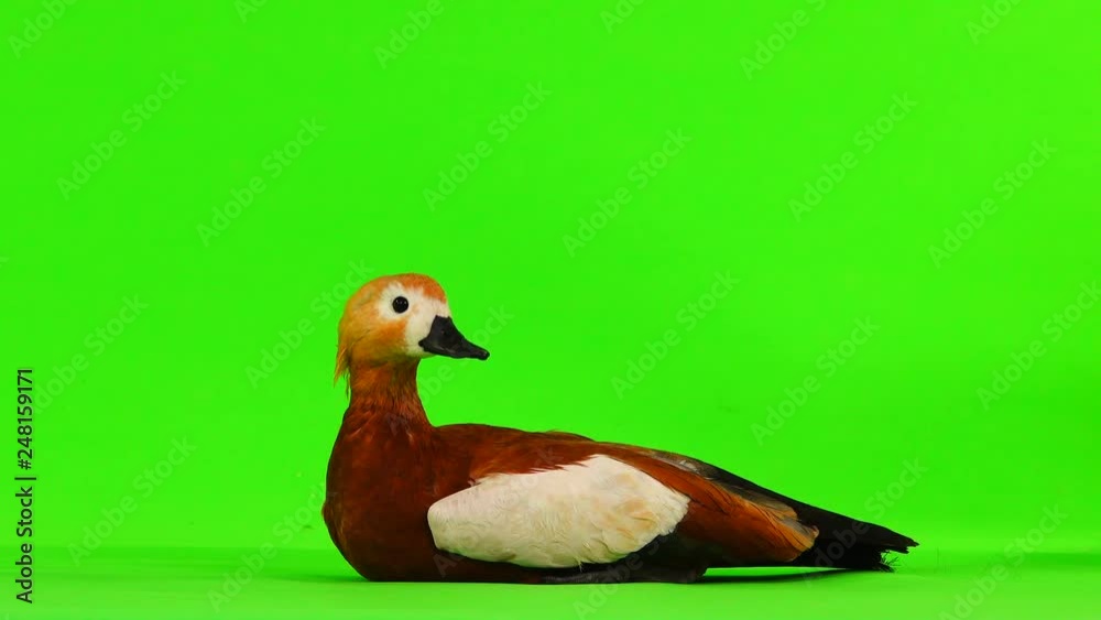 two male and female Beautiful bright red duck (Ogar) isolated on green ...