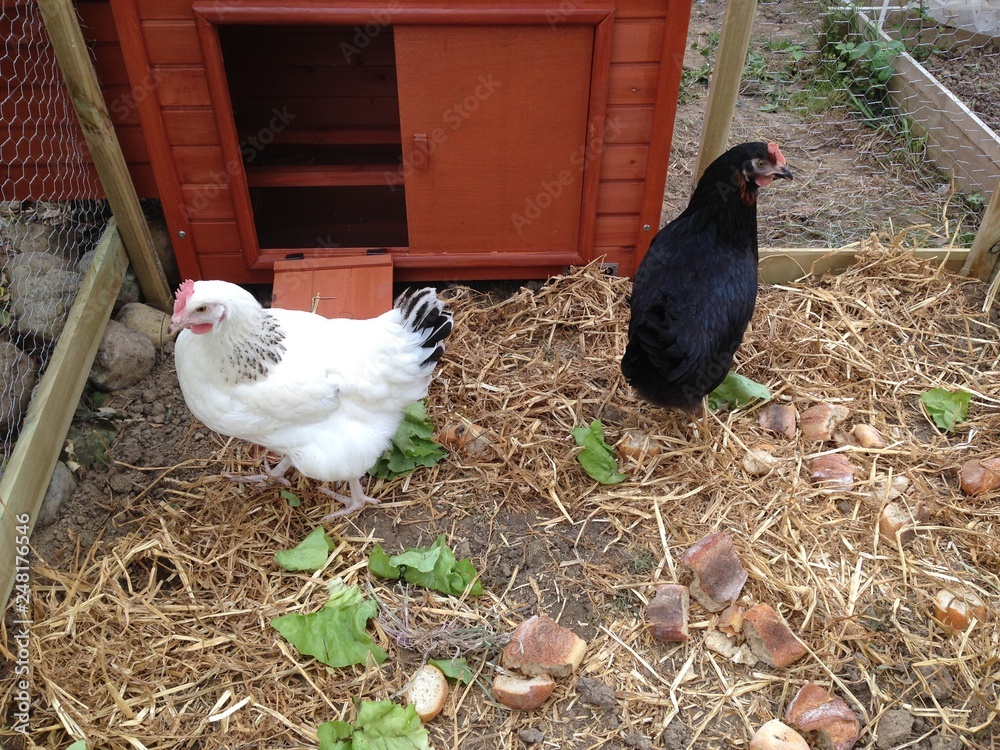 Poule Blanche Et Noire