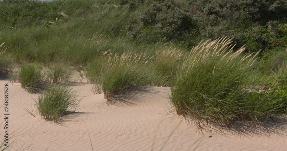 Marram grass in summer breeze. Buckthorn background. Both pioneer ...