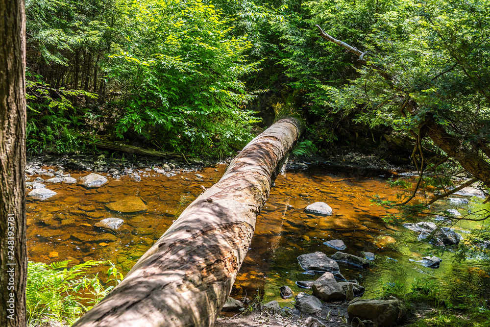 Photo & Art Print A Cedar Log Bridges a Creek in Ricketts Glen State ...
