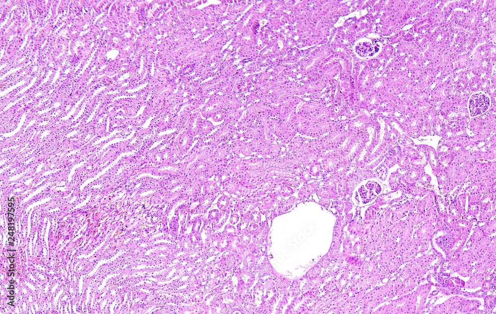 Kidney Tissue