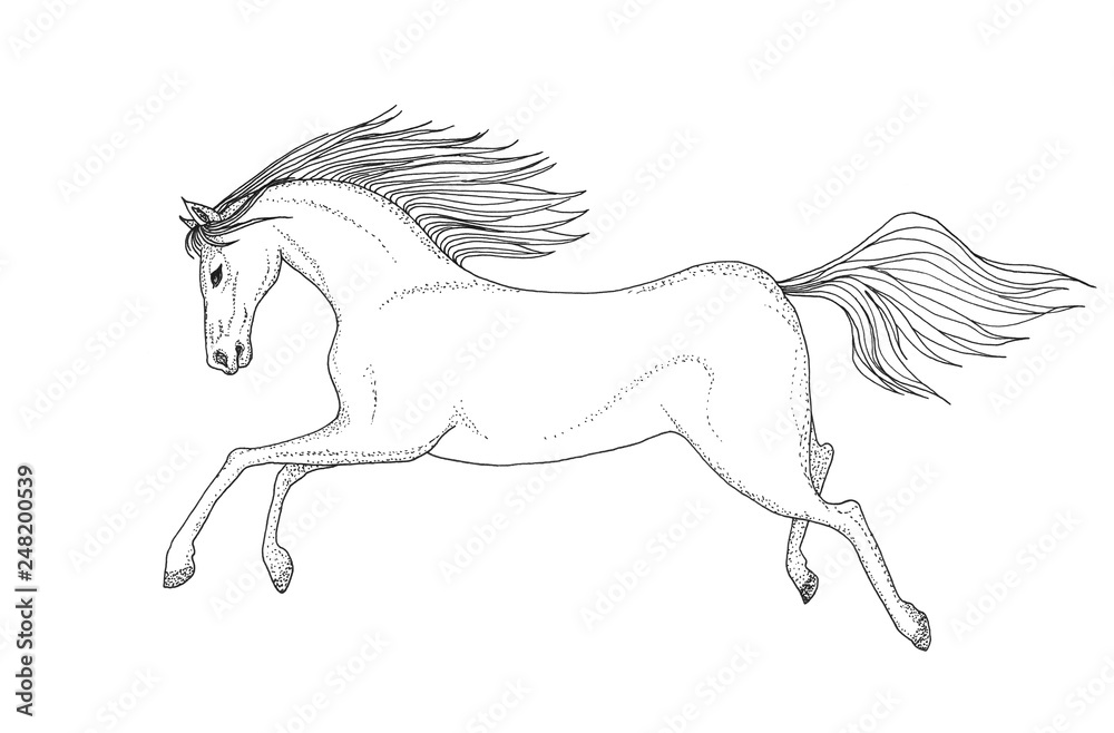 Galloping Horse Drawing