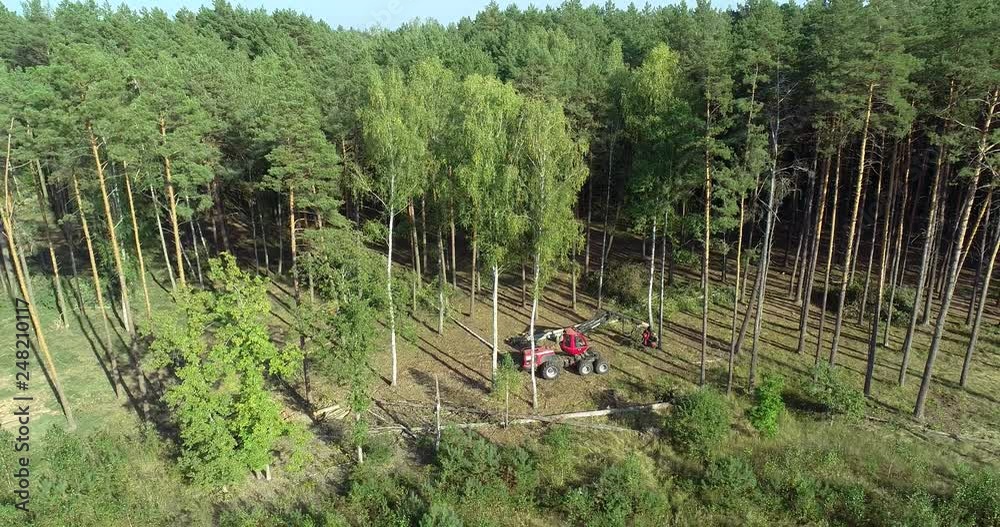 The forestry industry. Pine Forest Harvesting Machine. Logging ...
