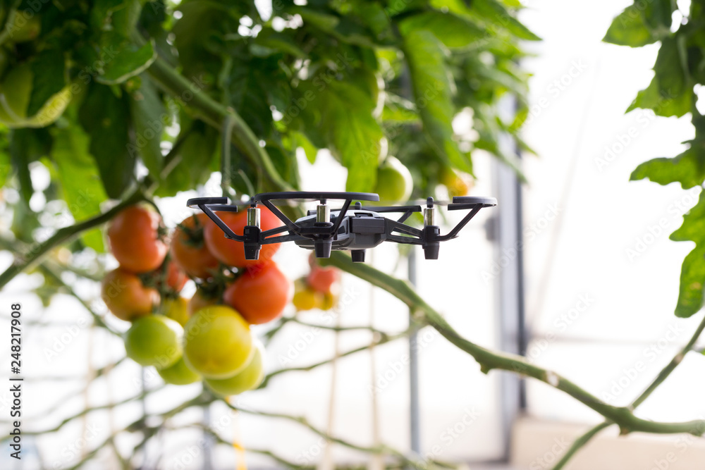 Mini dron volando en un invernadero con cultivo de tomate Stock Photo ...