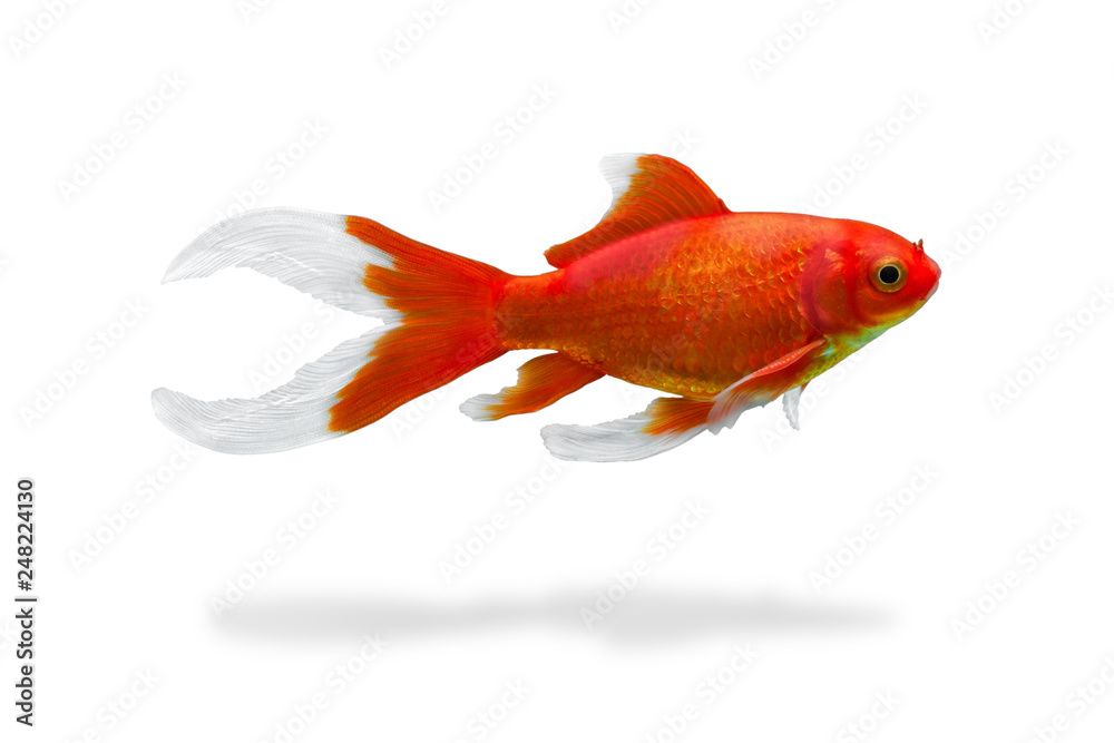 Redfish Background