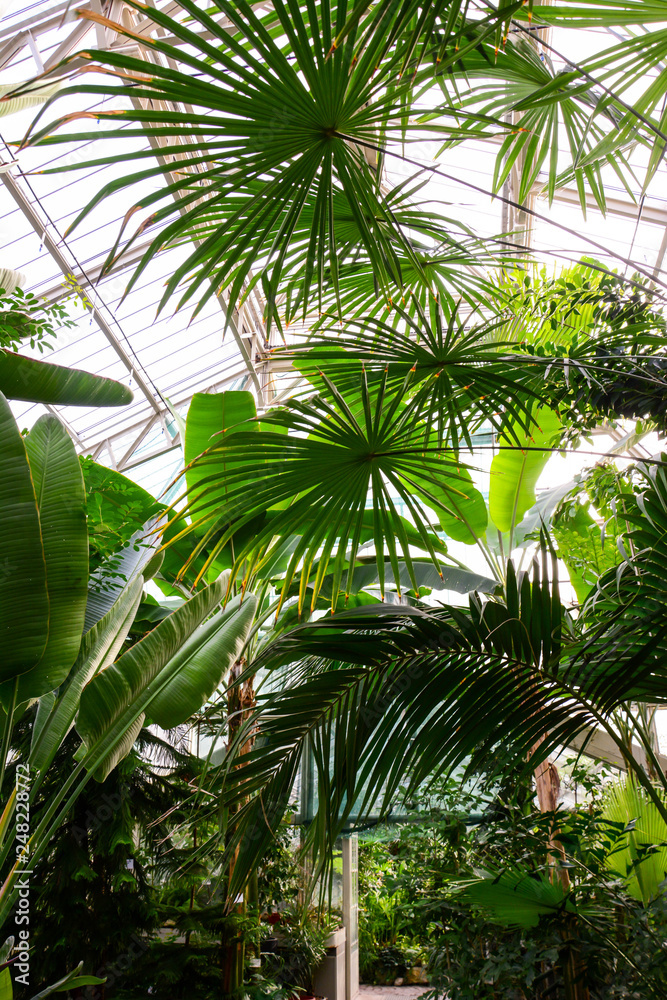Humid Subtropical Plants