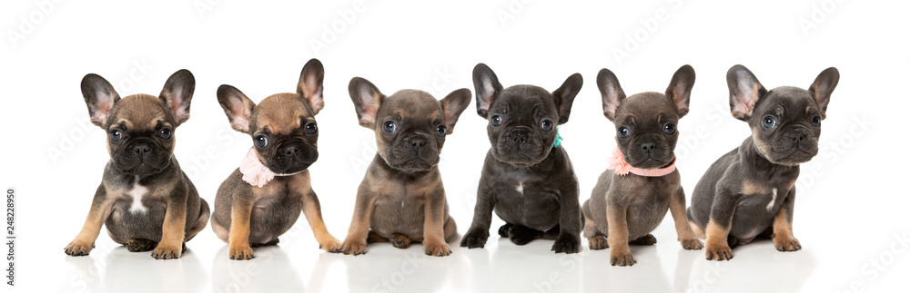 How Many French Bulldog Puppies In A Litter
