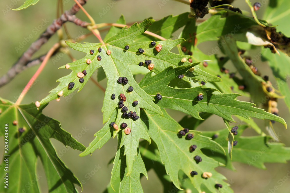 Black galls caused by maple bladder-gall mite or Vasates quadripedes on ...