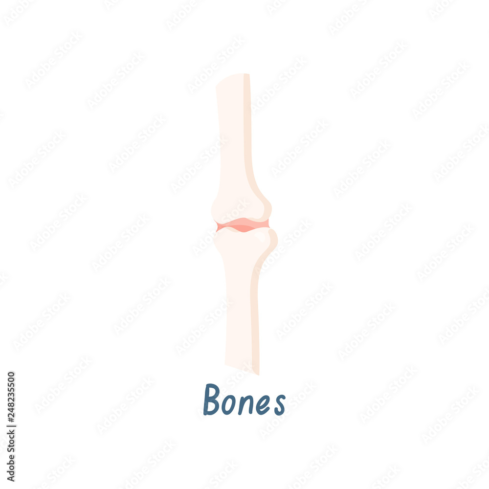 Human Bone, Knee Joint Vector Illustration on White Background Stock ...