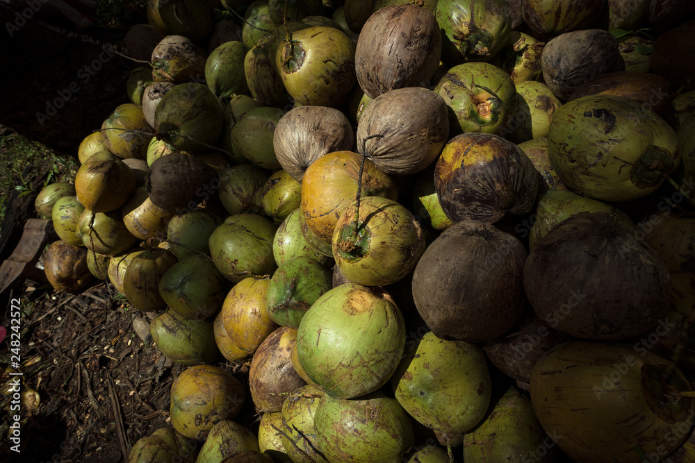 Raw Coconut Pile in shady jungle of Philippine Provinces - Samar Stock ...