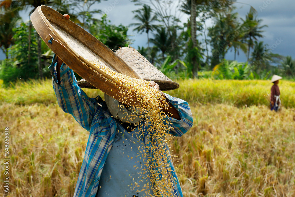 Worker harvesting rice in rice field Stock Photo | Adobe Stock