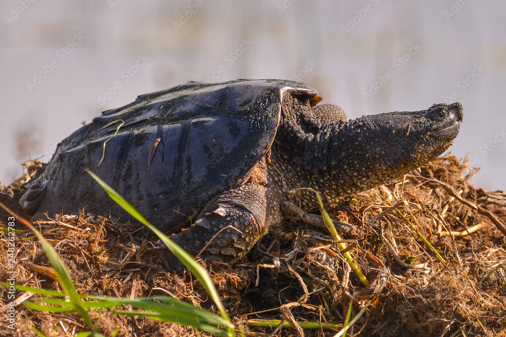 Really large snapping turtle warming up in the sun on a patch of dirt ...