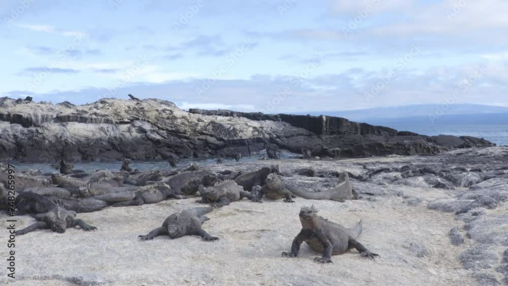 Galapagos animals - Marine Iguana, Flightless cormorant at Punta ...