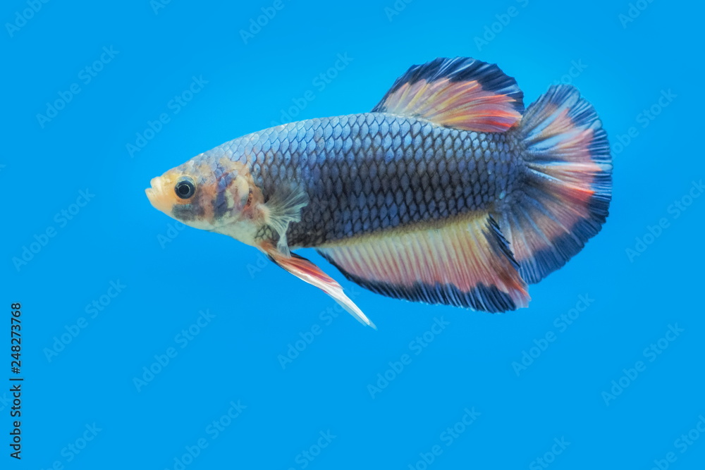 Beautiful Plakat siam betta fish in fresh water glass tank on blue ...