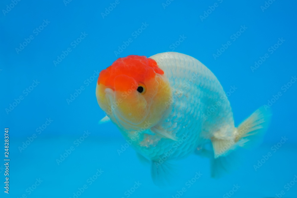 Beautiful Ranchu Lion Head Gold Fish in fresh water glass tank with ...