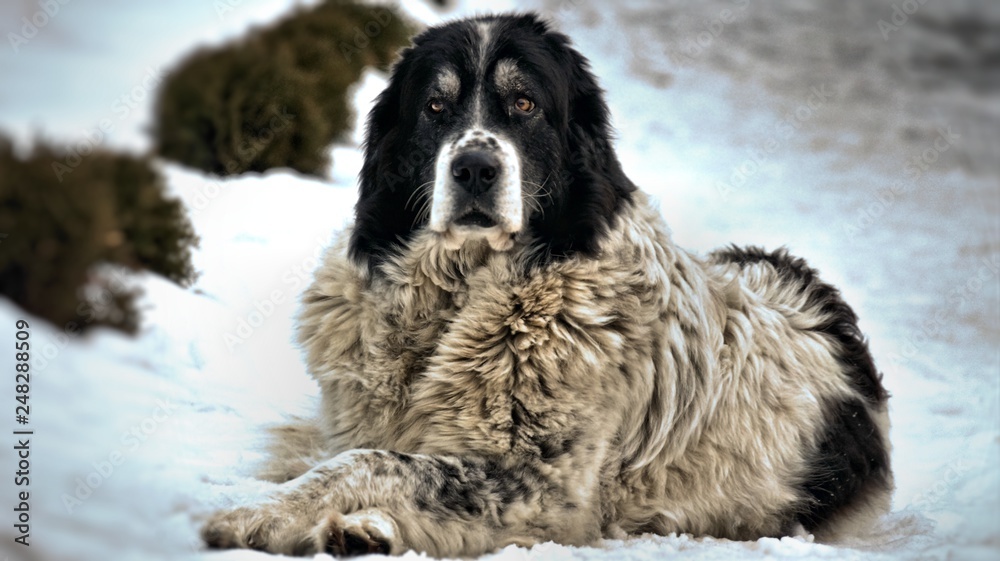 Bucovina Shepherd Dog Stock Photo | Adobe Stock