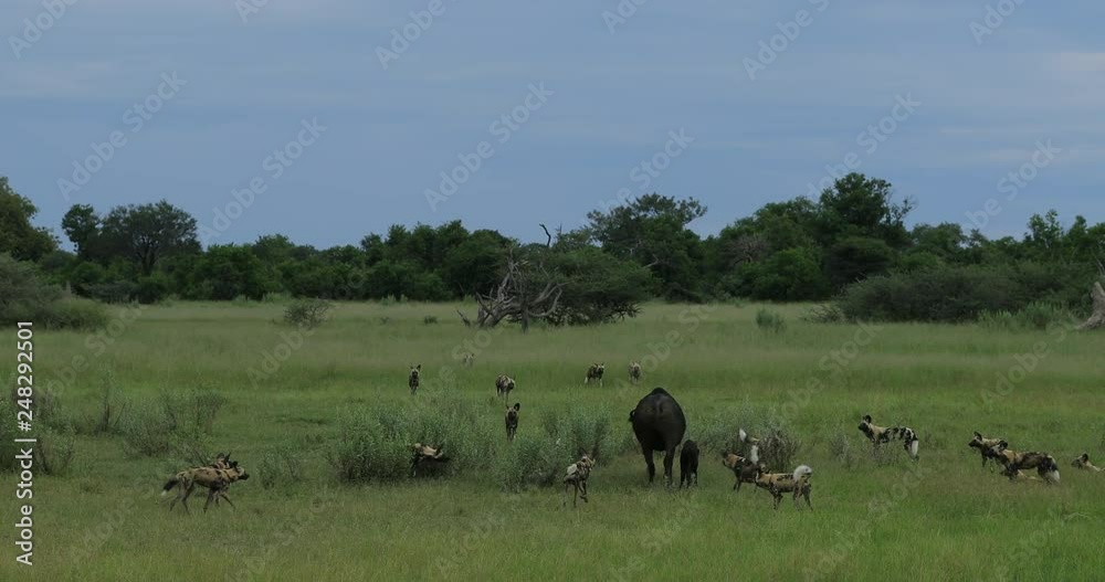 Wild Dog Hunting in Botswana, buffalo cow and calf with predator ...