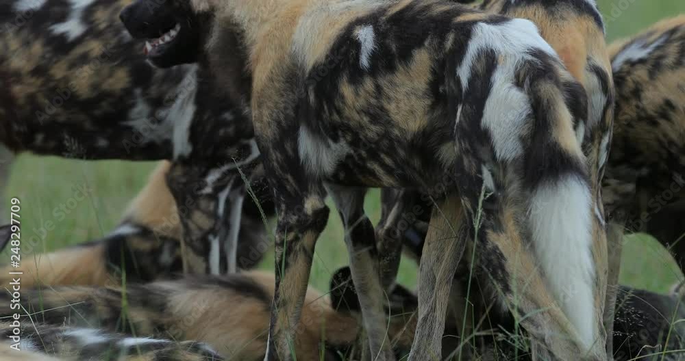 Wild Dog Hunting in Botswana, buffalo cow and calf with predator ...