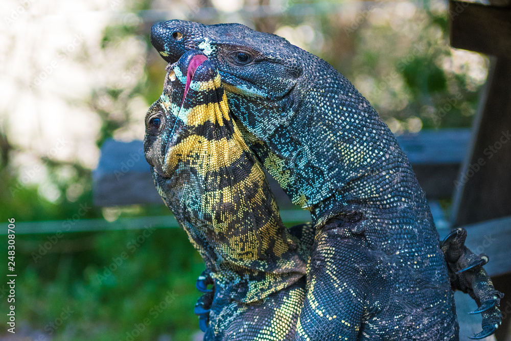 Australian Monitor Lizards