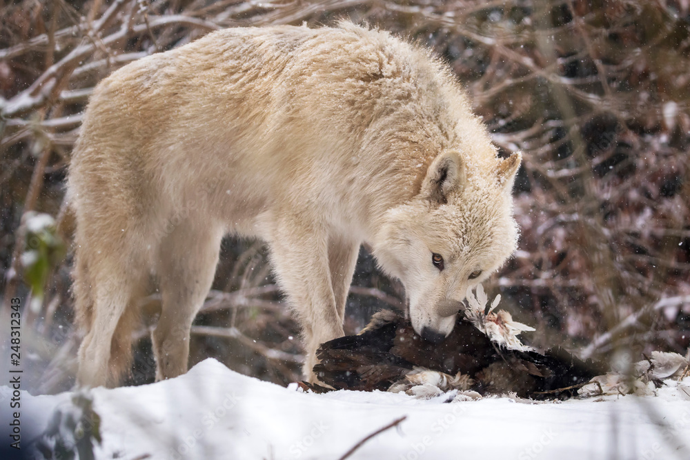 Wolf Animal Eating