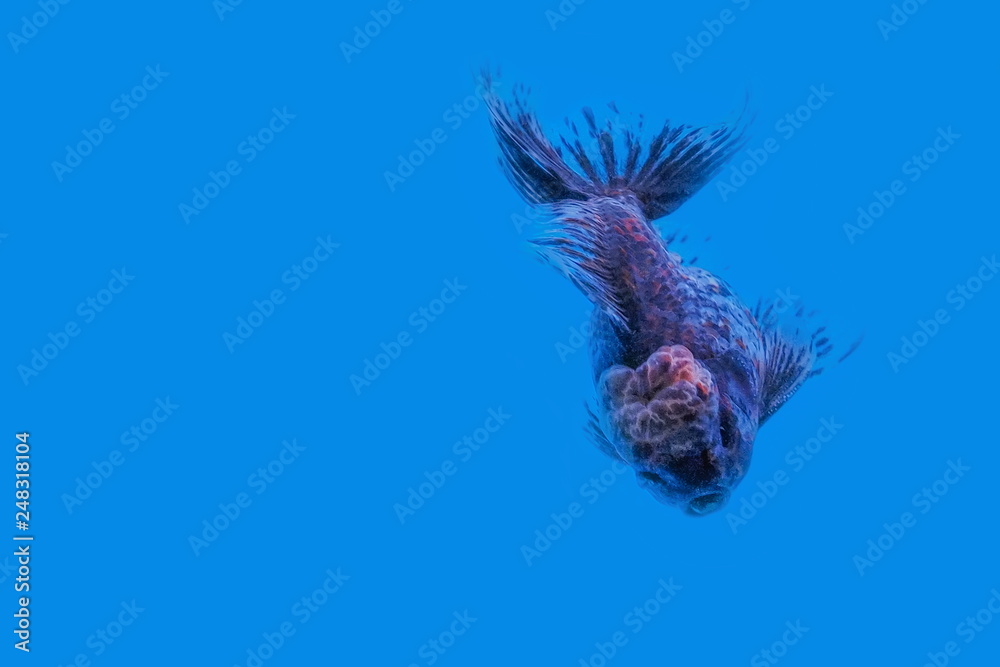 Beautiful Black Oranda Goldfish (Carassius auratus) in glass tank on ...