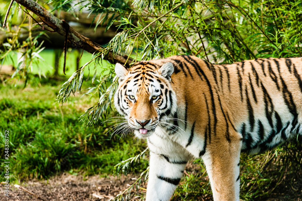 Poster An Amur Tiger which is the largest and lightest coloured of the ...