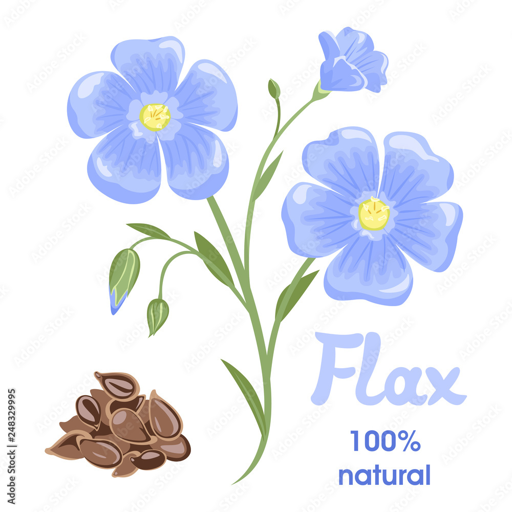 Flax flowers and seeds isolated on white background. Vector illustration in cartoon simple flat ...