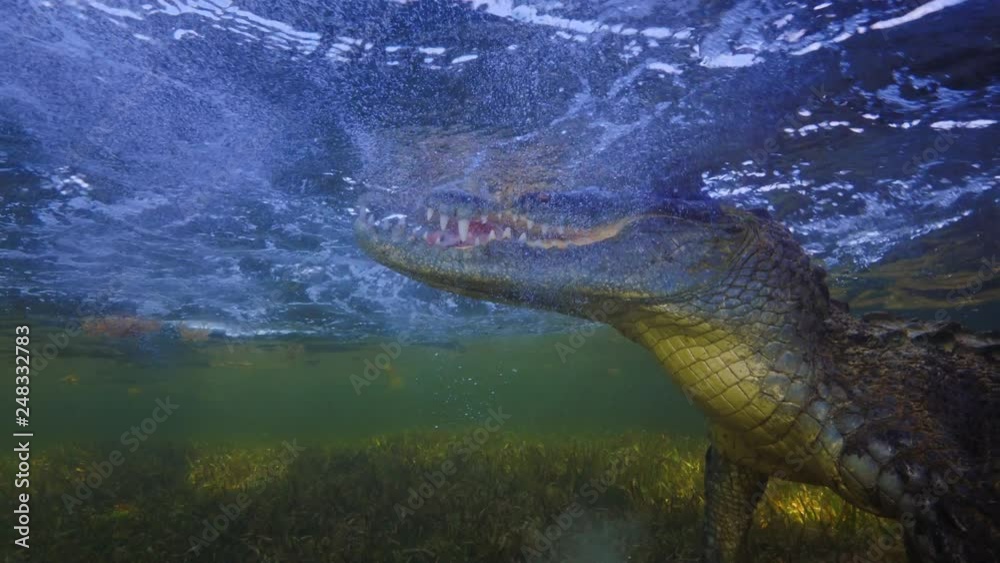 Predator in water, wild Alligator American saltwater crocodile ...
