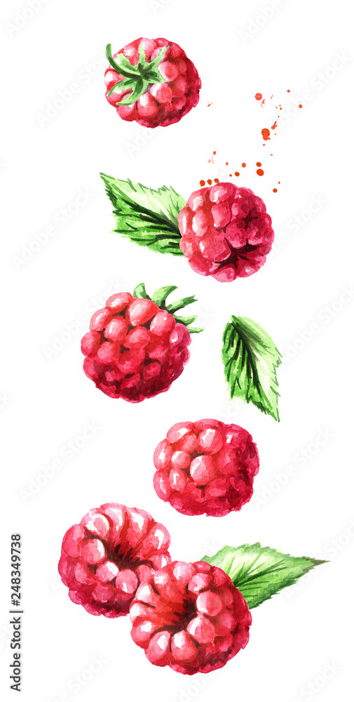 Falling ripe berries raspberry, vertical composition. Watercolor hand ...