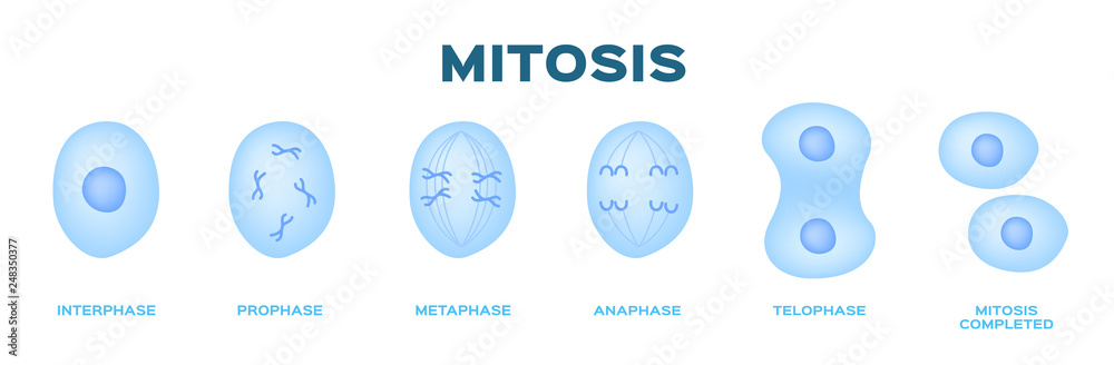 mitosis, the process of cell division and multiplication vector . blue ...