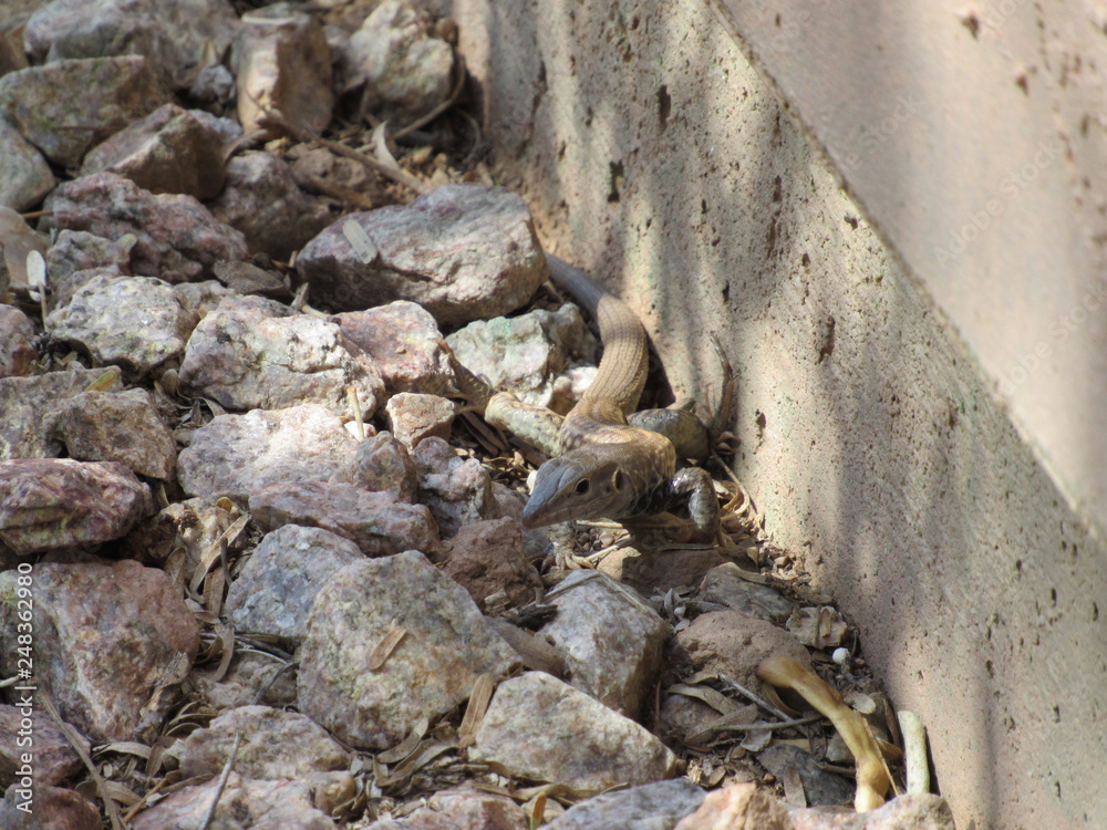 A whiptail lizard foraging for food and blending in with its ...