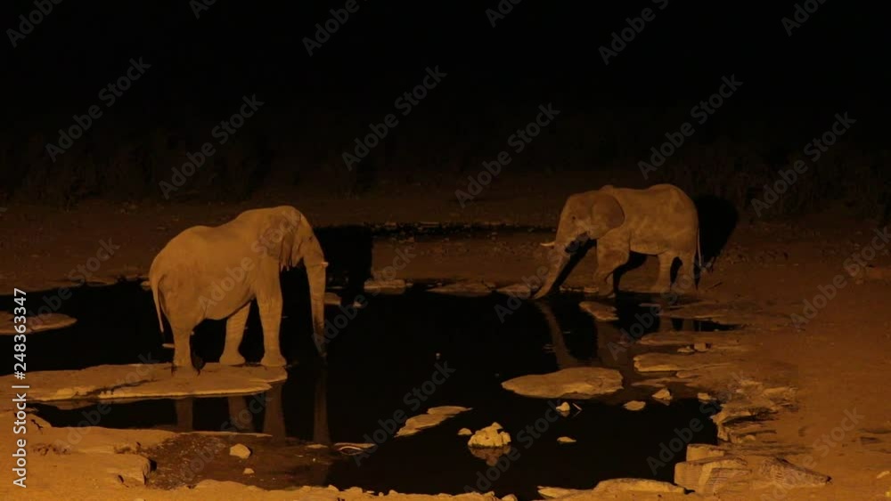 Elephants, night in the waterhole. Light in the dark African nature ...