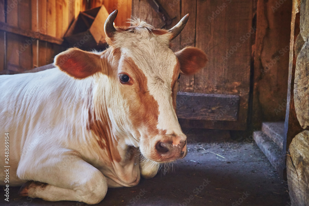 Happy cow in willage house barn is laying sleeping and relaxing Stock ...