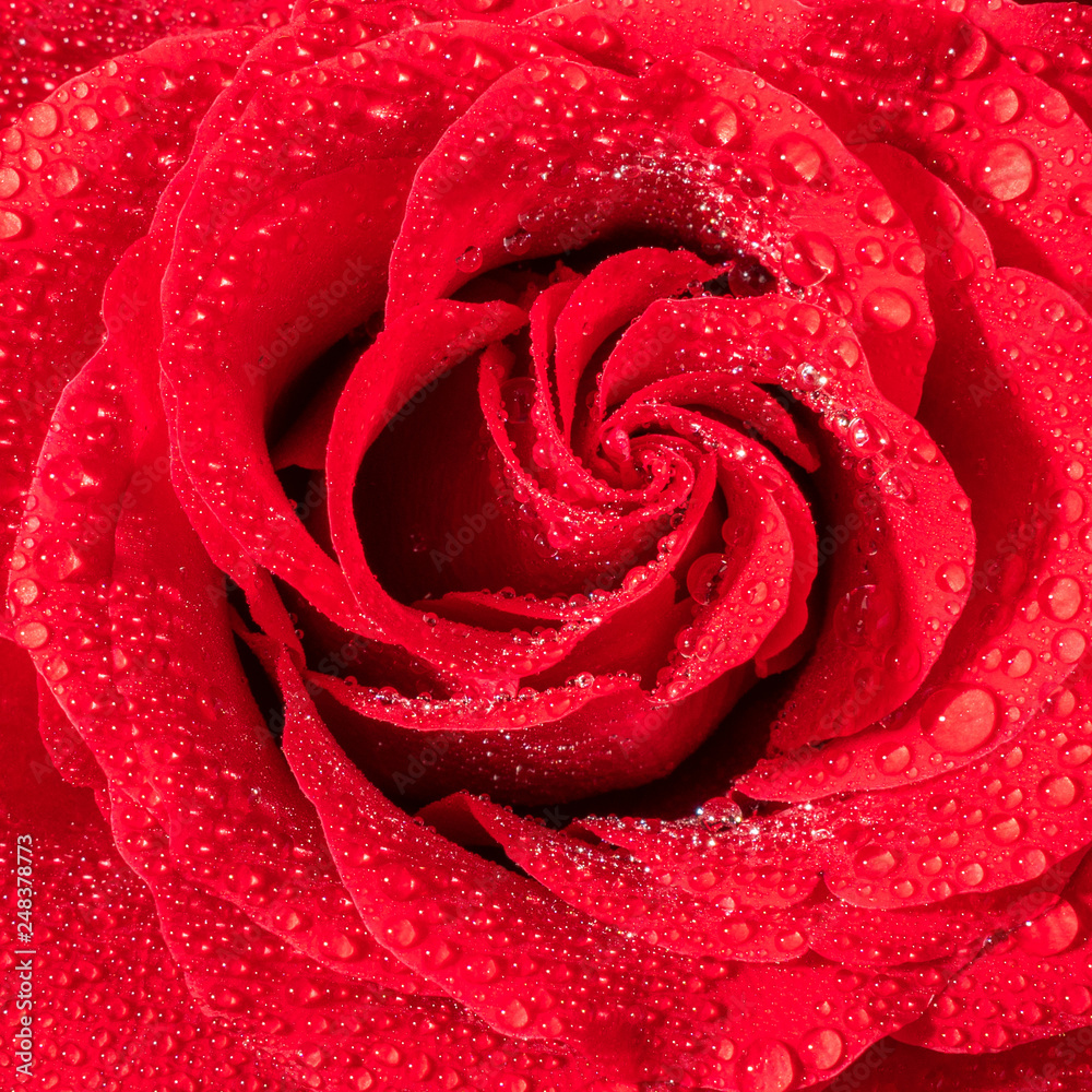Wet Flower Close Ups