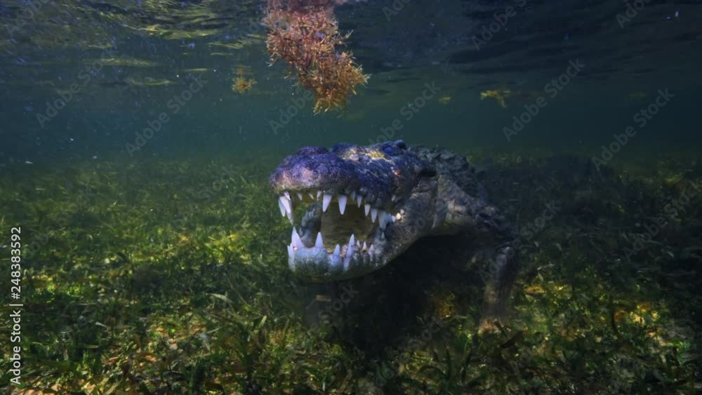 Predator in water, wild Alligator American saltwater crocodile ...