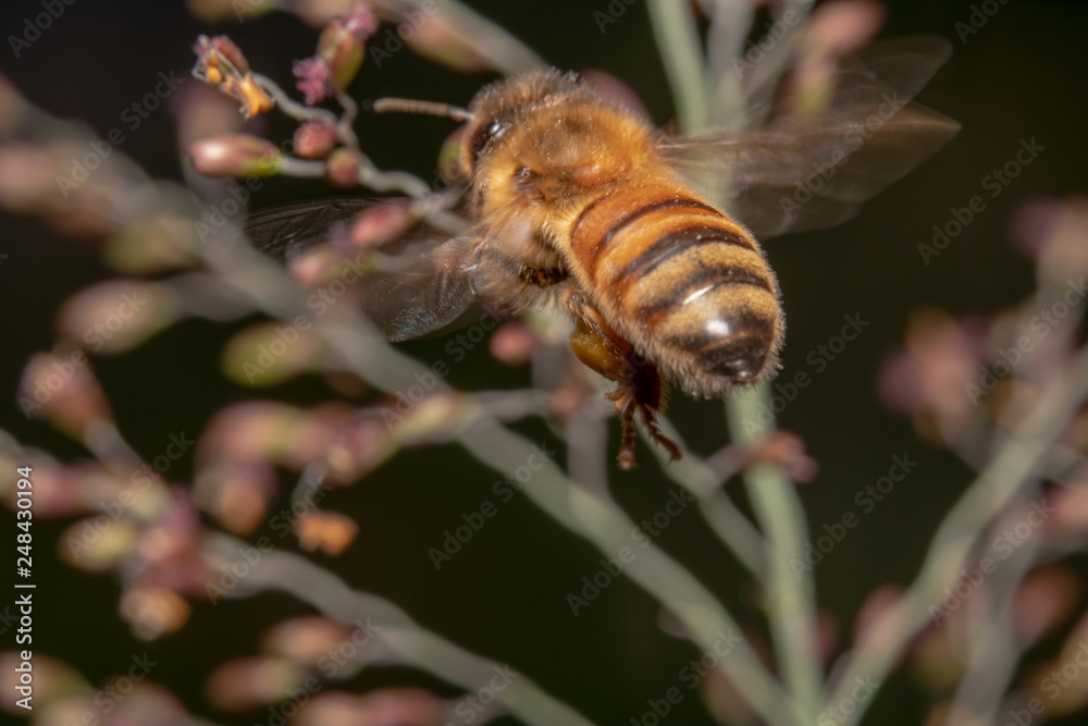 Honey bee shot from behind flying toward flowers in search of nectar ...