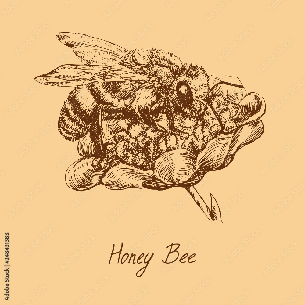 Bee Flower Drawing