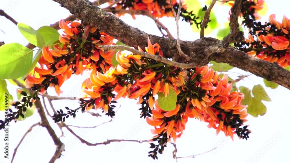 Beautiful Butea monosperma, orange flowers Bastard Teak Flower bloom on ...