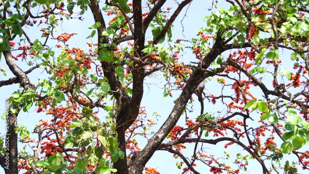 Beautiful Butea monosperma, orange flowers Bastard Teak Flower bloom on ...