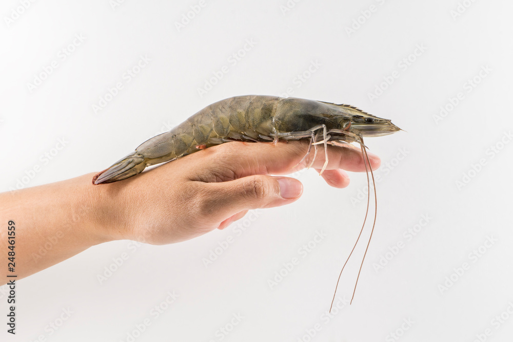 Fotografia do Stock: Holding a large Vannamei on a finger isolated on ...