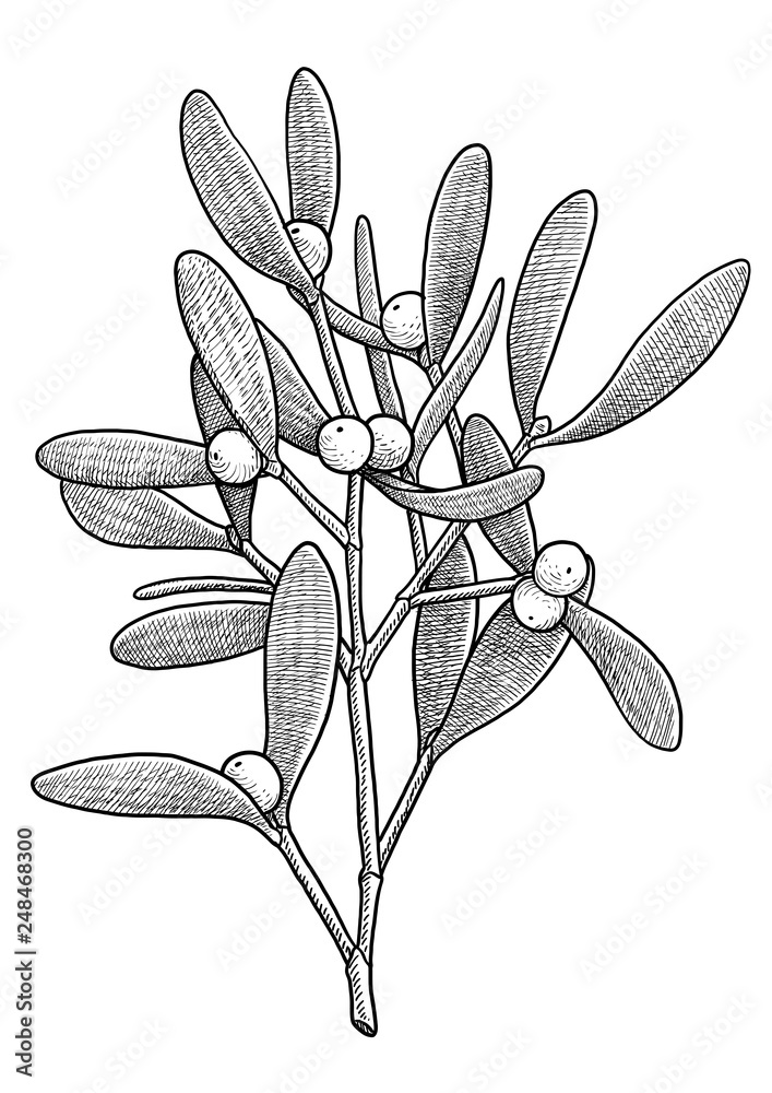 Mistletoe illustration, drawing, engraving, ink, line art, vector Stock ...