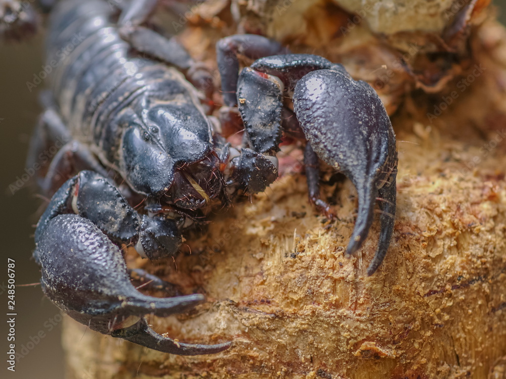 Top view the Giant Forest Scorpion (Heterometrus) with nature blurred ...