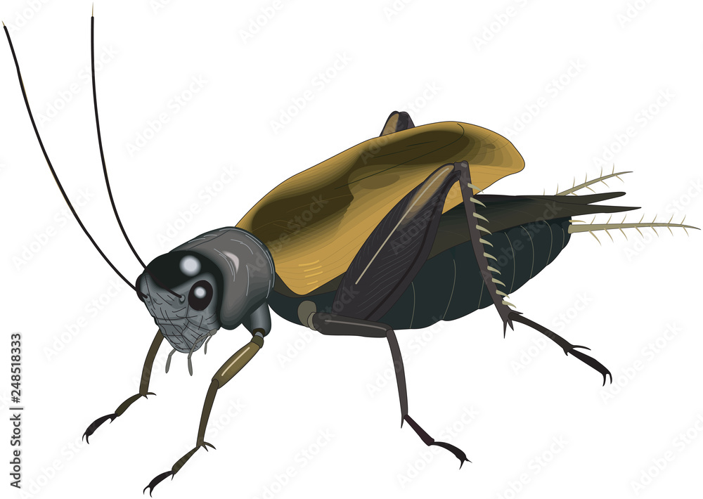 Field Cricket Vector Illustration Stock Vector | Adobe Stock