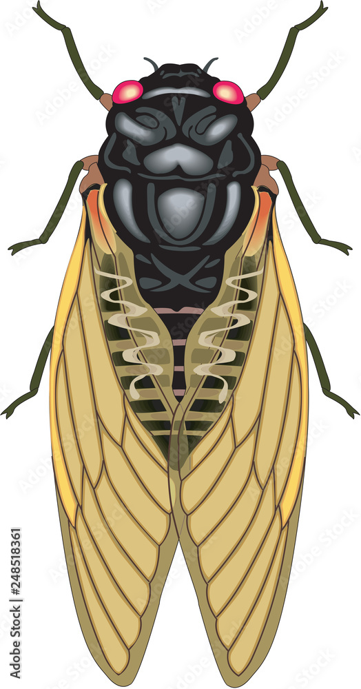 Cicada Vector Vector Illustration Stock Vector | Adobe Stock