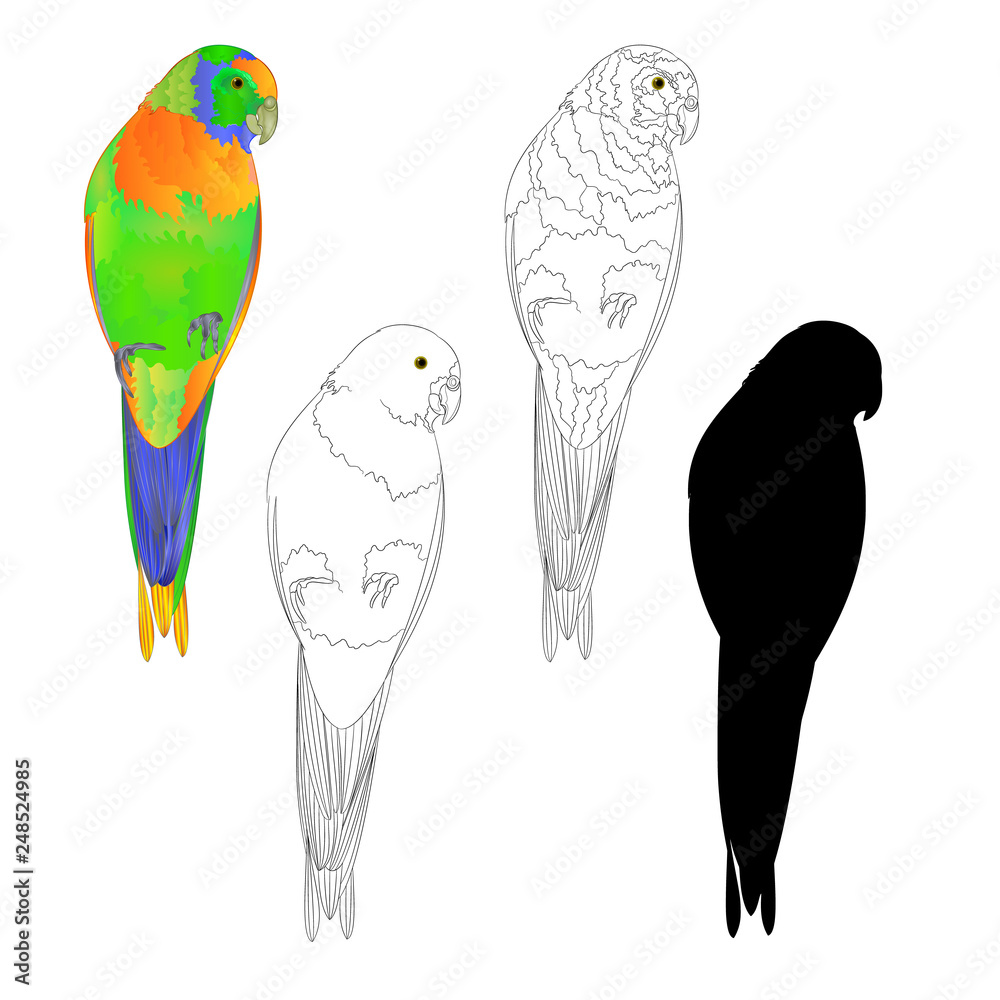 Conure Parrot Drawing