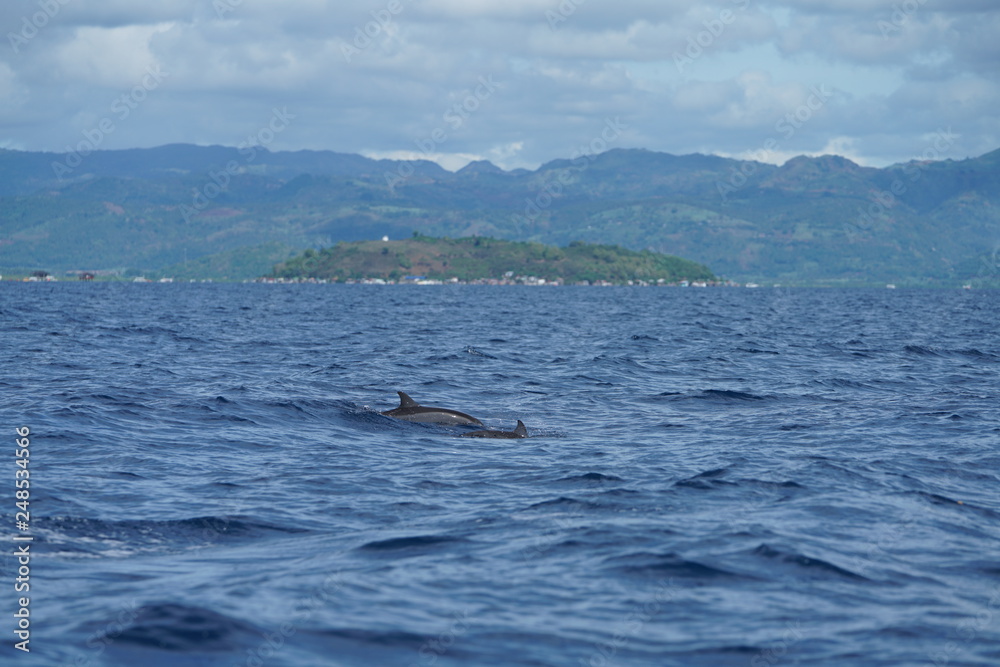 View of the open ocean with dolphins near Manjuyod, Philippines with ...