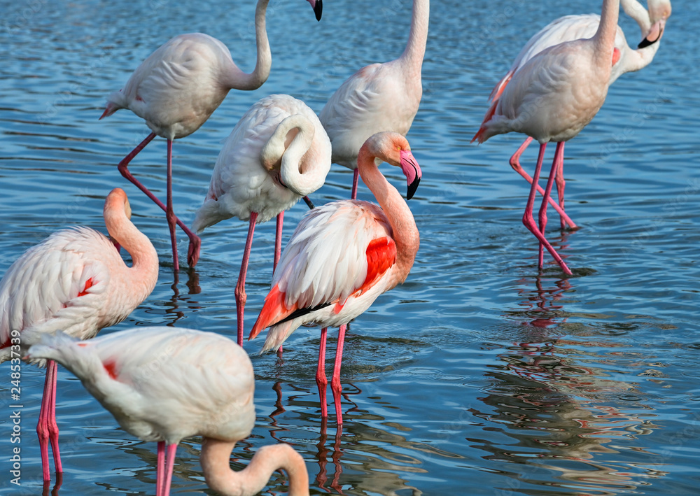 Flamant rose Camargue Stock Photo | Adobe Stock