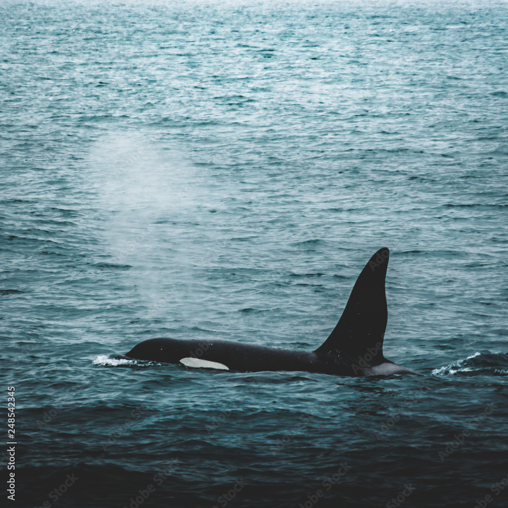 Orca Killer whale near the Iceland mountain coast during winter ...